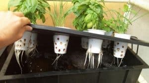 How To Start Hydroponics Growing With The Kratky Method