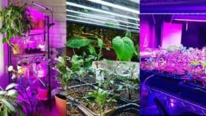 How Often To Water Succulents: Overwatering or Underwatering Tips