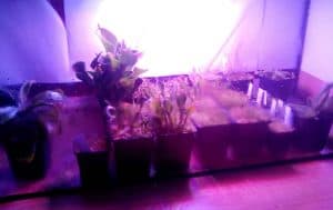 15 Easy Yet Inexpensive DIY Led Grow Light Ideas For Indoor Growing