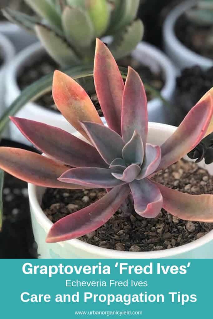 Types Of Succulents And Cactus Plants | UrbanOrganicYield.com