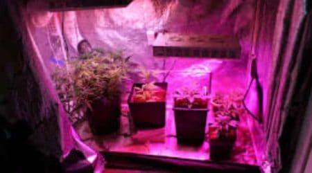 Hydroponics | UrbanOrganicYield.com