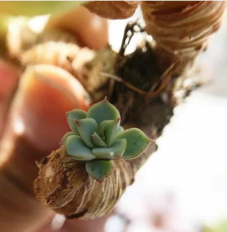 Propagating Succulents From Leaves & Stem Cuttings | UrbanOrganicYield.com