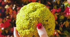 Hedge Apples For Spiders: Do They Work As A Repellent?