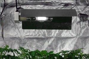 How Many Watts Per Square Foot Needed For LED Grow Lights