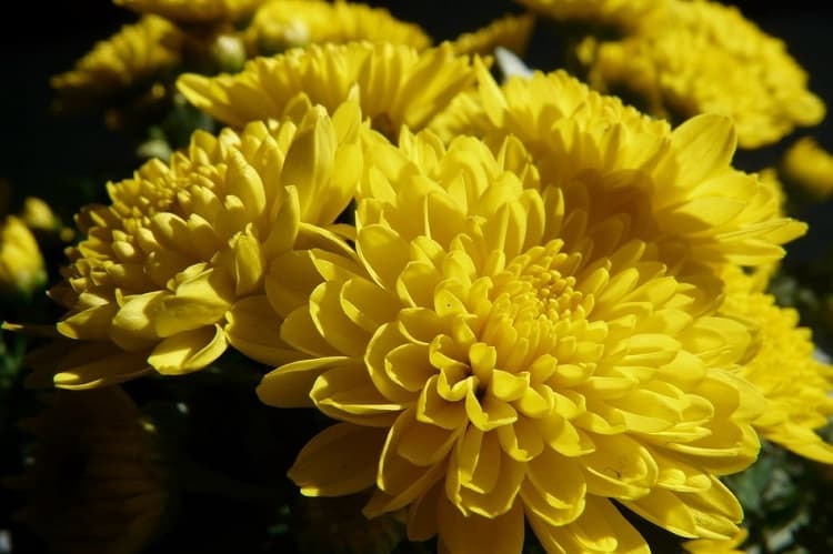 34 Amazing Yellow Perennials For A More Beautiful Garden