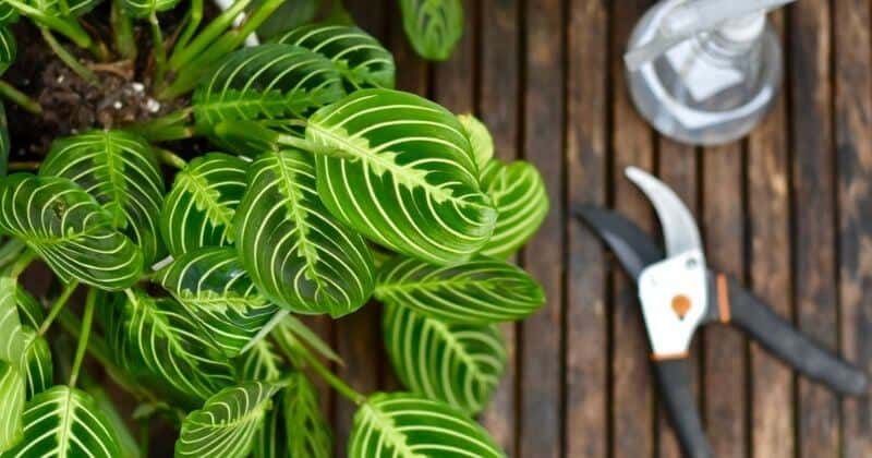 How To Propagate Prayer Plant: 4 Methods To Do It Successfully