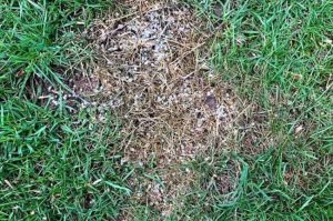 How To Fix Over Fertilized Lawn | Signs Of An Over Fertilized Lawn