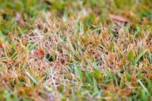 How To Fix Over Fertilized Lawn | Signs Of An Over Fertilized Lawn