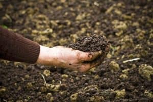 Humus Vs Compost What's The Difference? And Which Is Better?