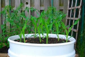 Steps On Growing Corn In Containers | UrbanOrganicYield.com