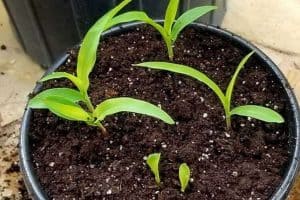 Steps On Growing Corn In Containers | UrbanOrganicYield.com