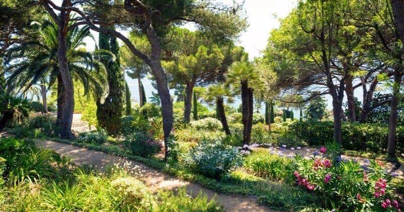 17 Best Plants That Grow Under Pine Trees Well