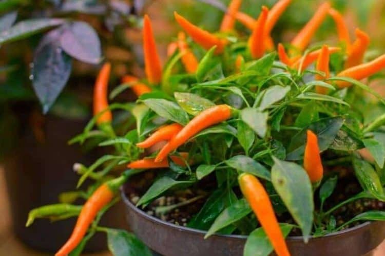 Growing Peppers In Containers: How To Guide