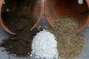 Revive Your Snake Plant: When And How To Repot