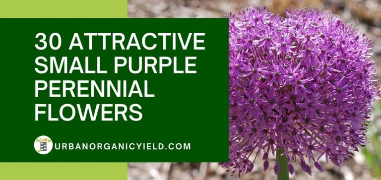 30 Attractive Small Purple Perennial Flowers For Your Garden