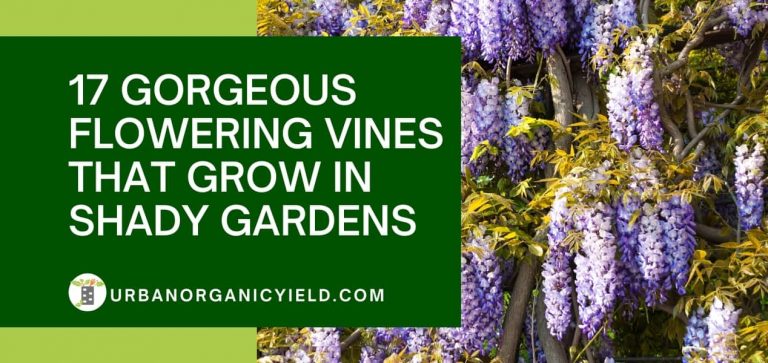17 Gorgeous Flowering Vines That Grow In Shady Areas