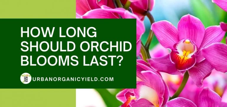 How Long Should Orchid Blooms Last?
