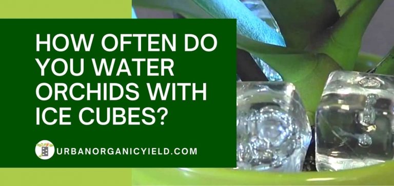 How Often Do You Water Orchids With Ice Cubes?