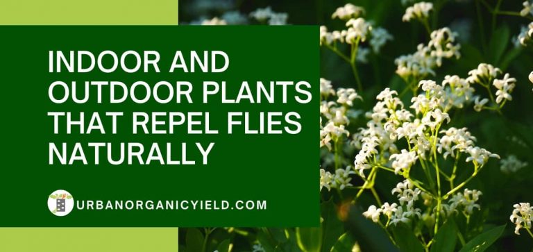 14 Amazing Indoor And Outdoor Plants That Repel Flies Naturally