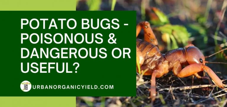 Are Potato Bugs Bite Poisonous & Dangerous Or Useful For Garden?