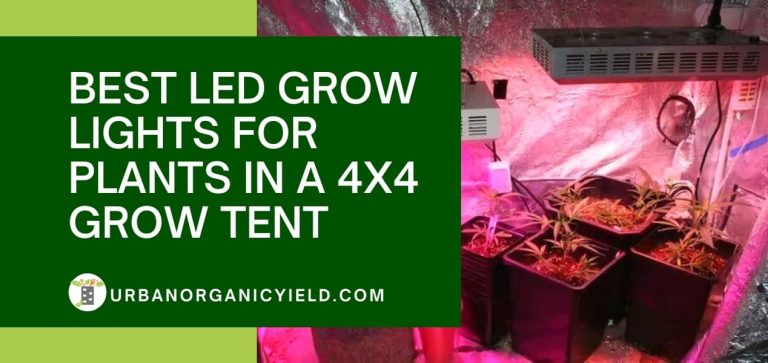How Long To Keep Grow Lights On Indoor Plants? Length Of The Light-Dark ...