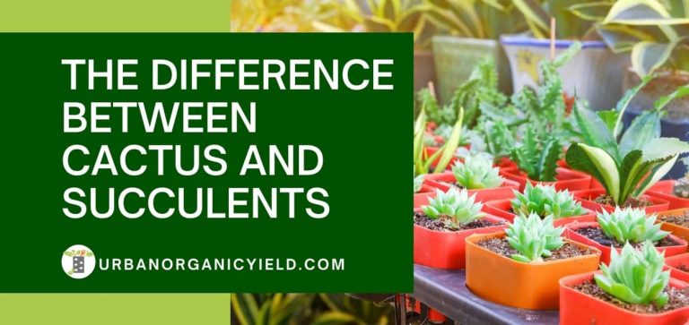 What's The Difference Between Cactus And Succulents?