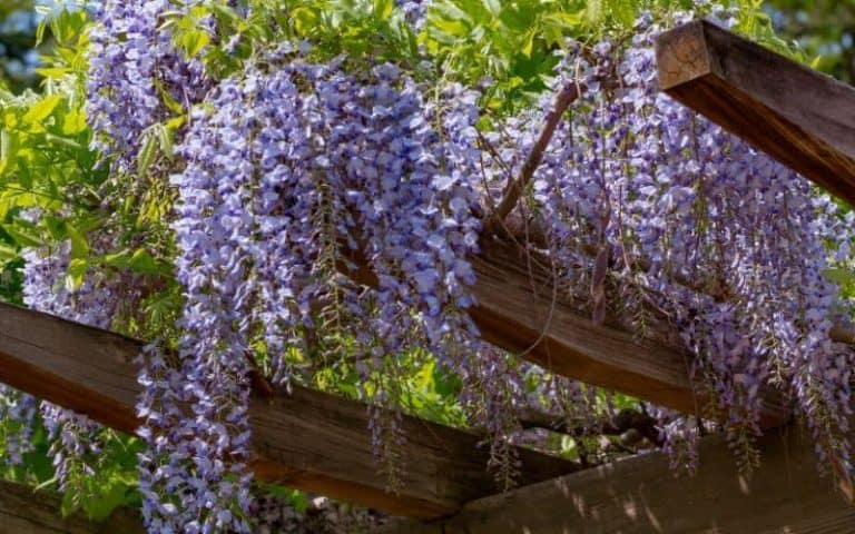 18 Best Indoor Vining Plants That Climb Or You Can Hang [List]