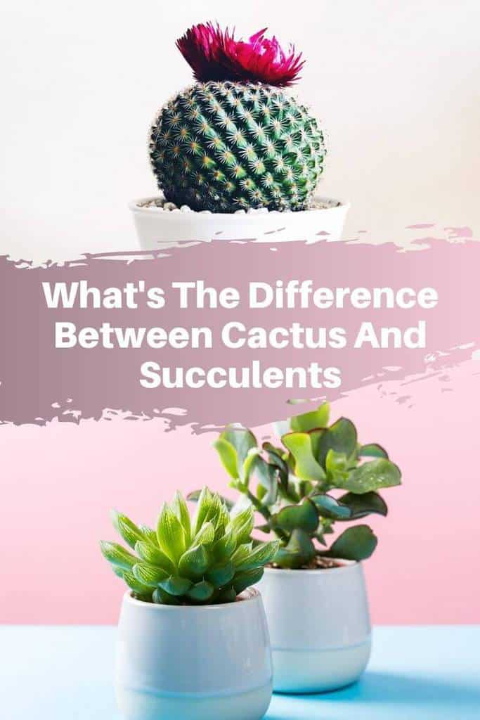 What's The Difference Between Cactus And Succulents?