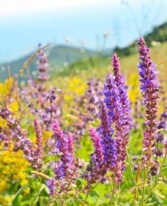 30 Attractive Small Purple Perennial Flowers For Your Garden