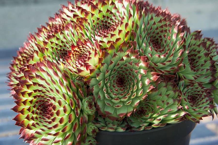 11 Red Succulents That You Should Know About - Urban Organic Yield