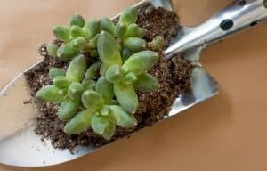 How And Why Do You Need Succulent Fertilizer? | UrbanOrganicYield.com