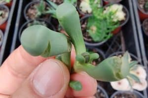 Baby Toes Succulent: A Funny Looking Plant | UrbanOrganicYield.com