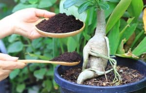 Fertilize Houseplants: When And Why Feed Them? | UrbanOrganicYield.com
