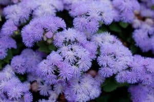Best Landscaping Plants & Flowers For Direct Sun | UrbanOrganicYield.com