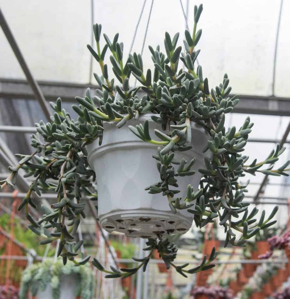 25 Trailing And Hanging Succulents That Thrive In Small Spaces