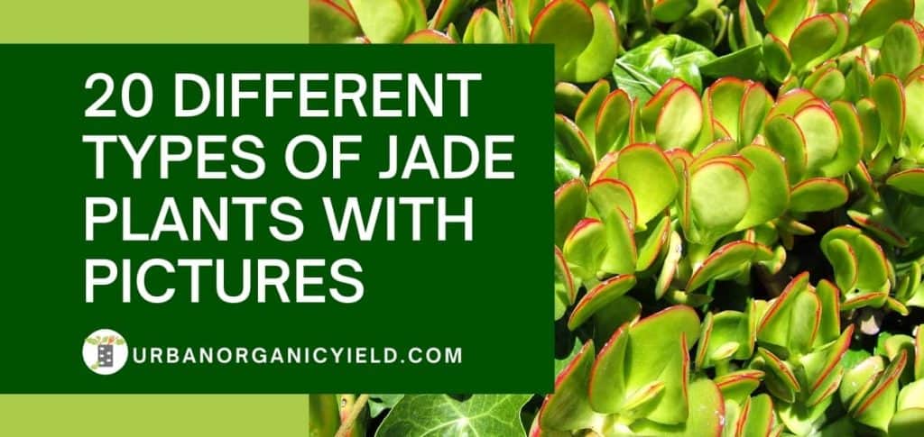 20 Different Types Of Jade Plants With Pictures & Care Guide