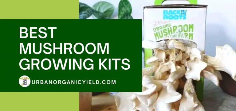 10+ Best Mushroom Growing Kits To Start Growing At Home