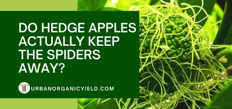 Hedge Apples For Spiders: Do They Work As A Repellent?