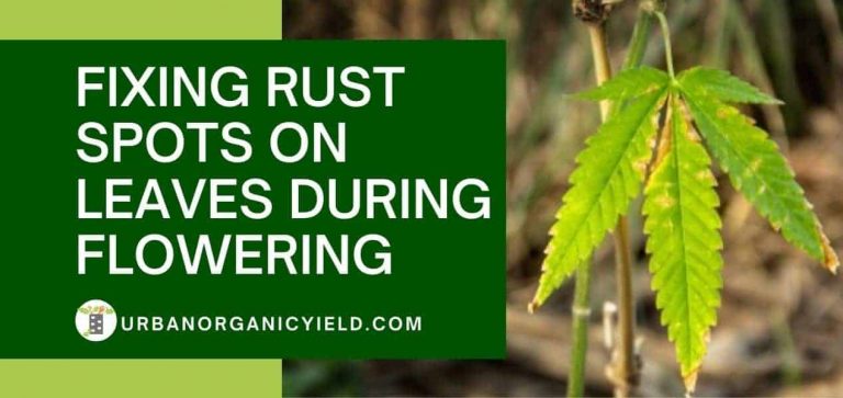 Rust Spots On Leaves During Flowering | UrbanOrganicYield.com