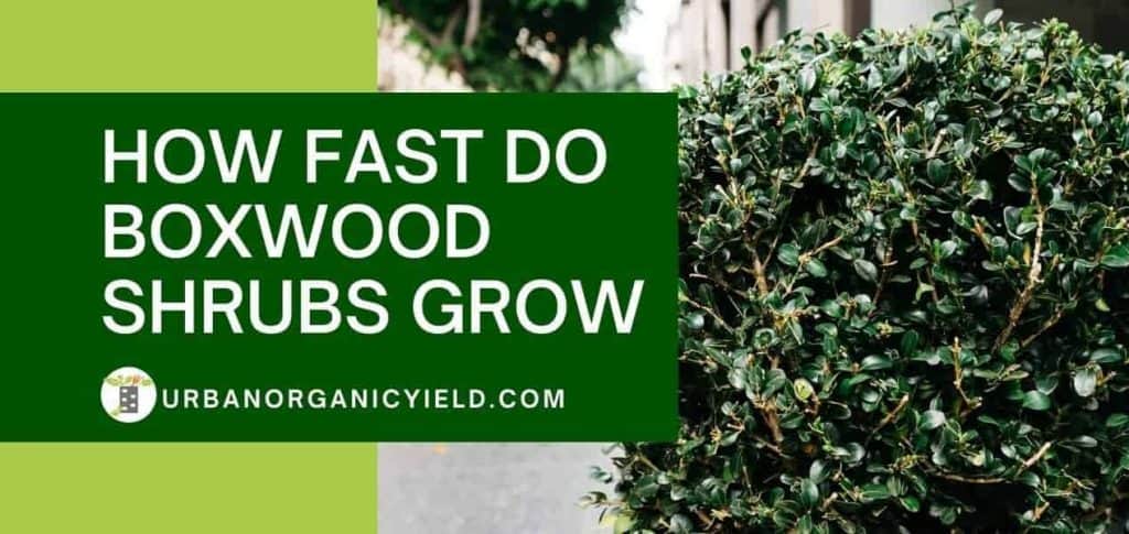 How Fast Do Boxwoods Grow? | UrbanOrganicYield.com