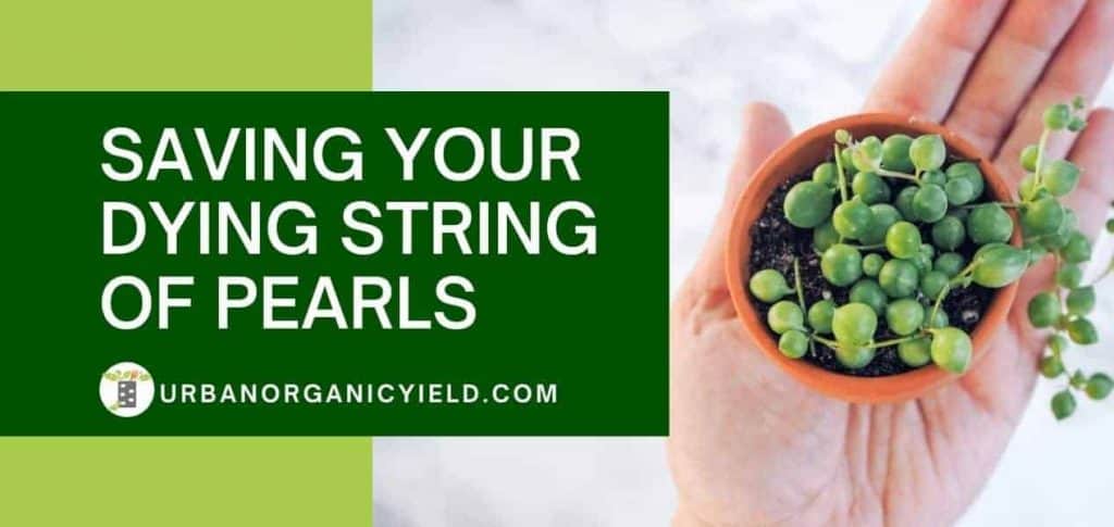 Is Your String Of Pearls Dying? | UrbanOrganicYield.com