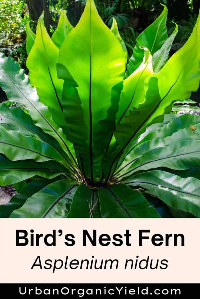 23 Fabulous Fern Types To Grow Indoors And Out