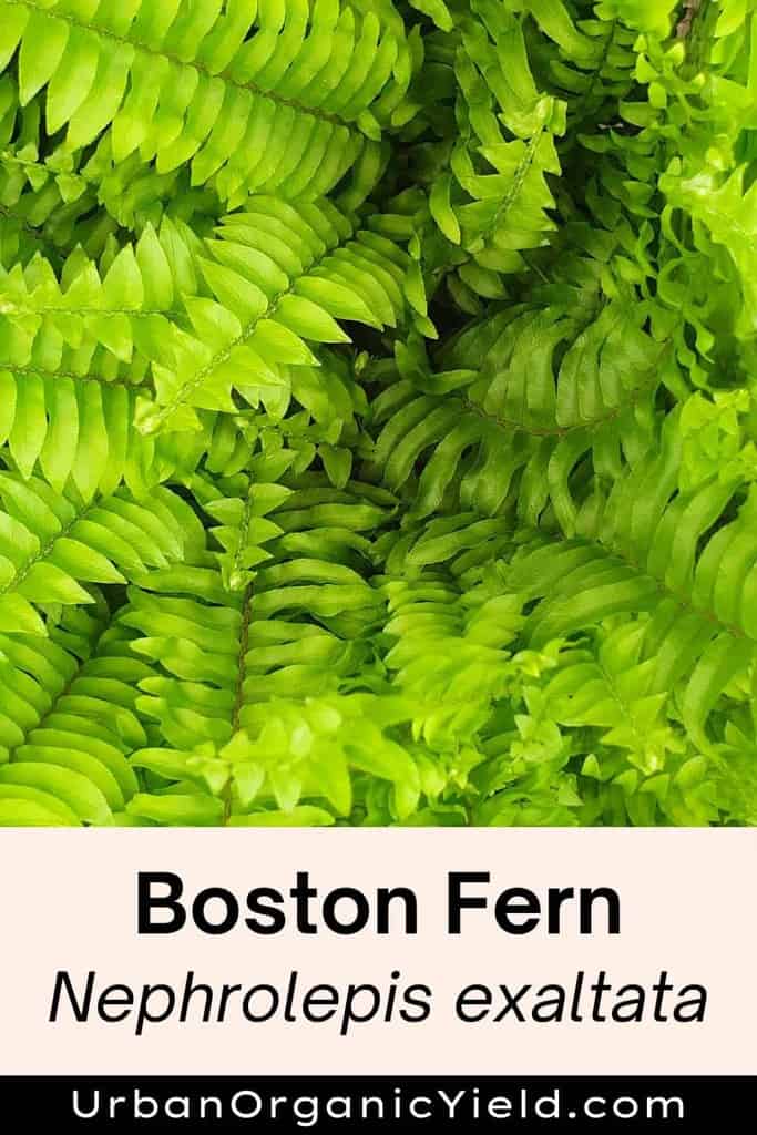 23 Fabulous Fern Types To Grow Indoors And Out