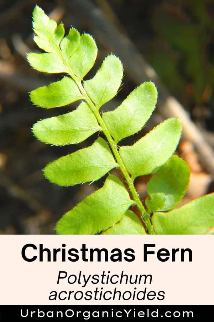 23 Fabulous Fern Types To Grow Indoors And Out