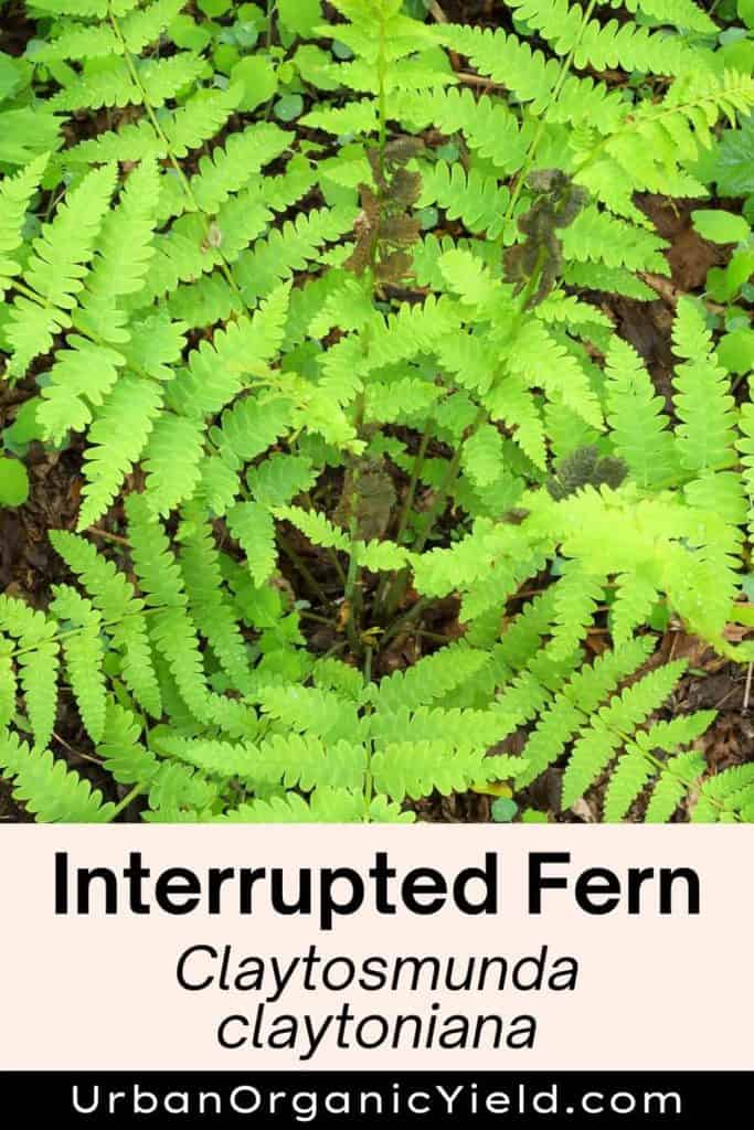 23 Fabulous Fern Types To Grow Indoors And Out