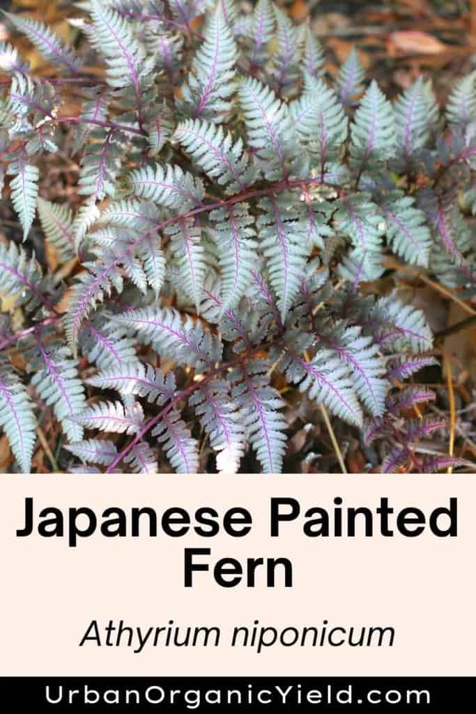 23 Fabulous Fern Types To Grow Indoors And Out