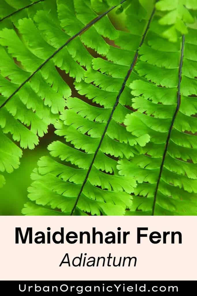 23 Fabulous Fern Types To Grow Indoors And Out
