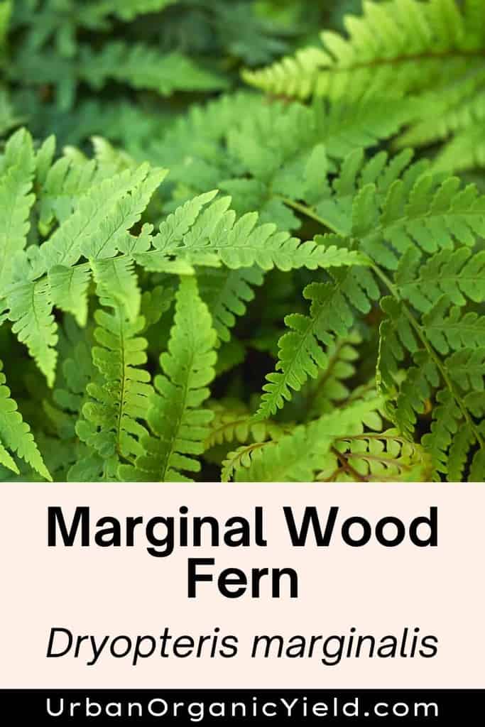 23 Fabulous Fern Types To Grow Indoors And Out