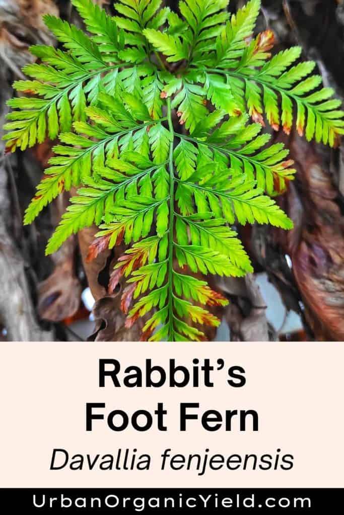 23 Fabulous Fern Types To Grow Indoors And Out