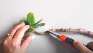 Jade Plant Propagation | UrbanOrganicYield.com